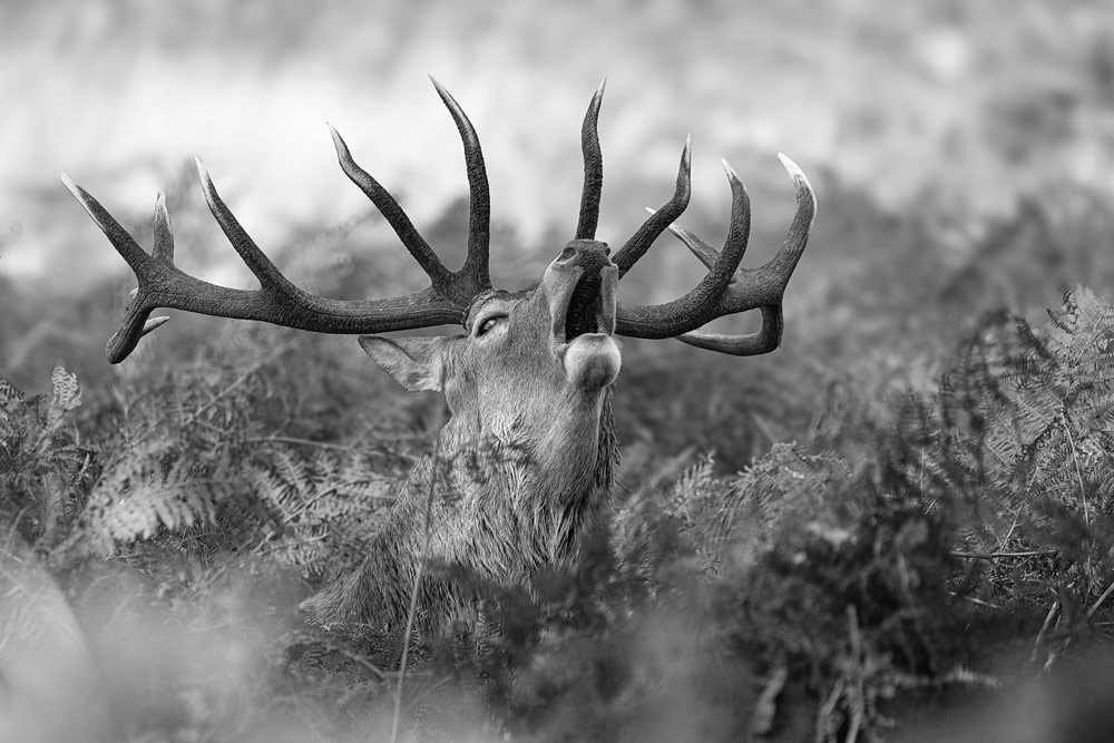 GuruShots winners on the theme of ‘Your Magazine Shot’ | Amateur ...