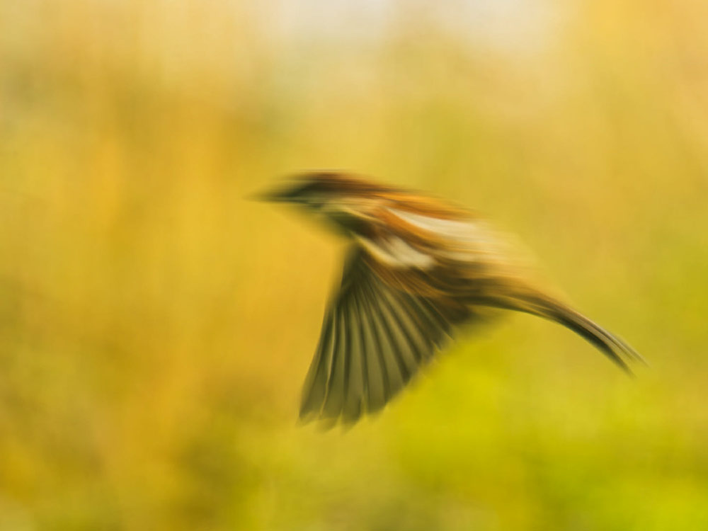 The most beautifully dreamy bird photos you need to see right now ...