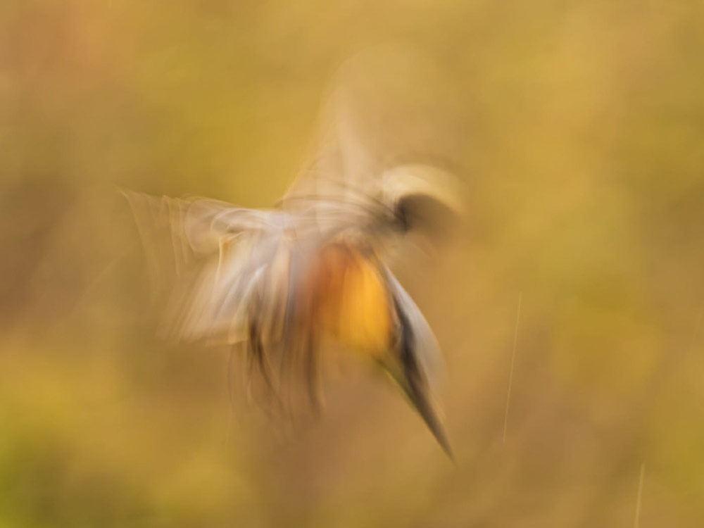 The most beautifully dreamy bird photos you need to see right now ...