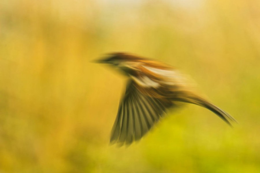 The most beautifully dreamy bird photos you need to see right now ...