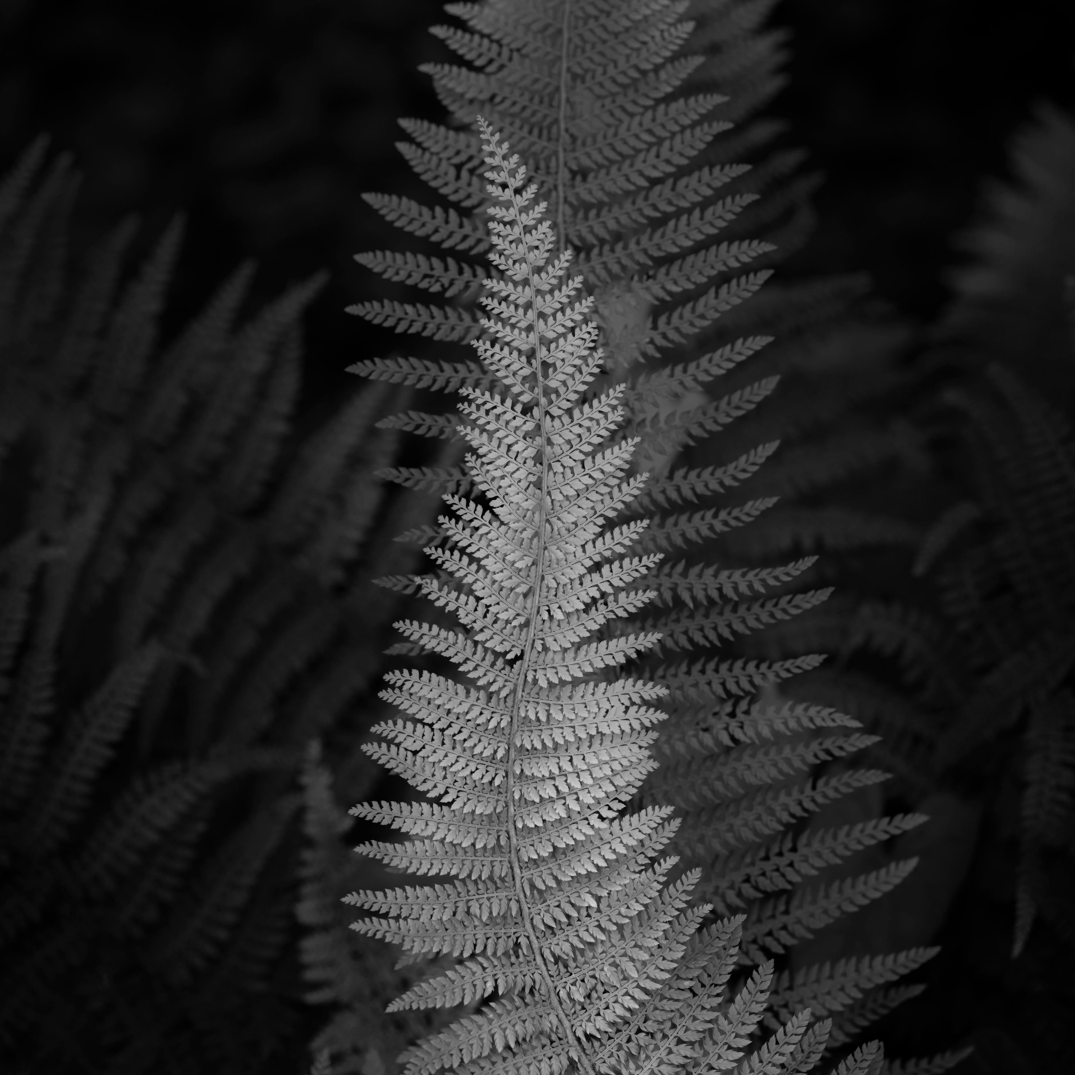 Removed photography project - interview with Eric Pickersgill